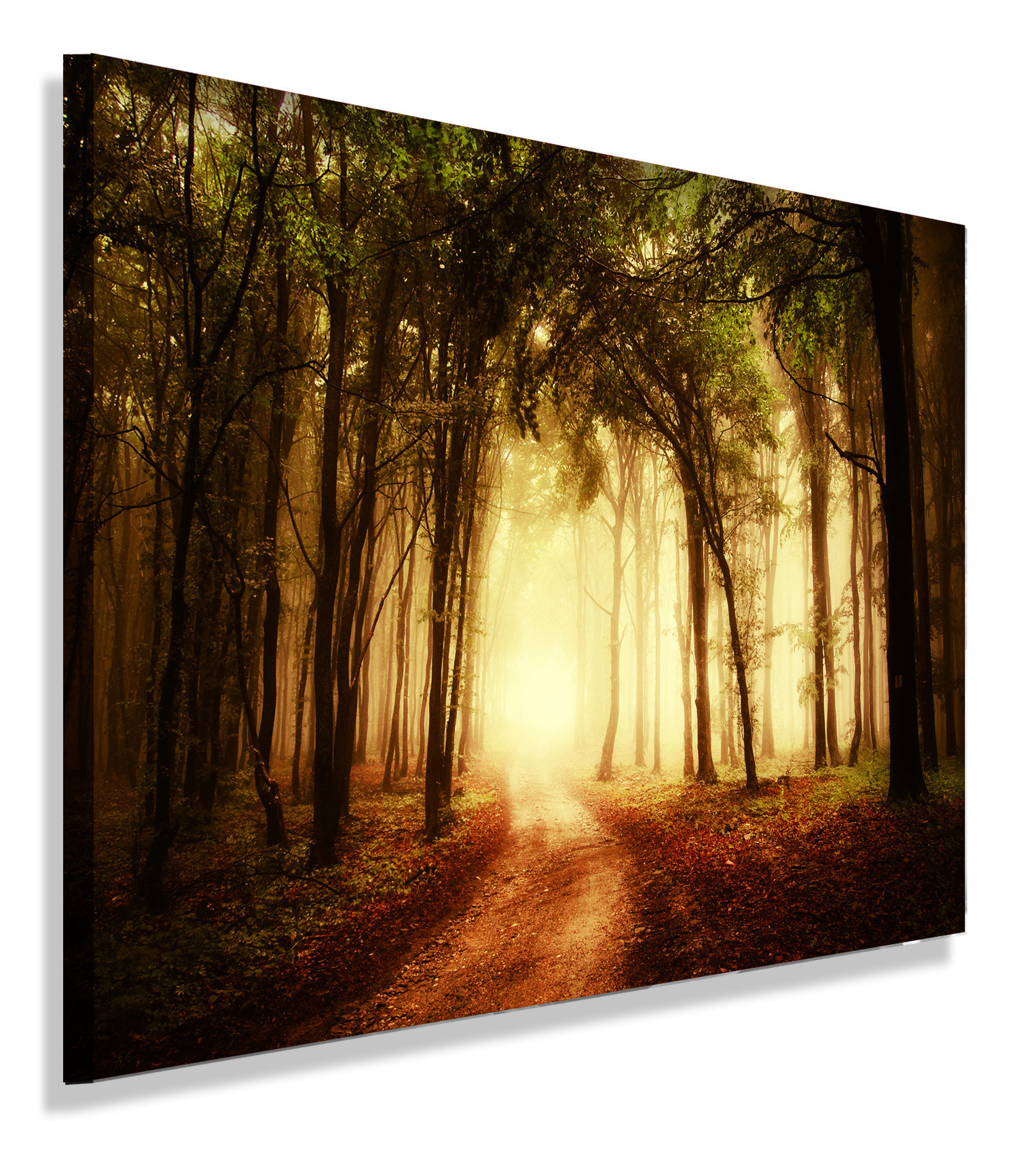 OBRAZ LAS PROMIENIE SŁOŃCA OBRAZY CANVAS 30x30 (30x30-h) • Cena, Opinie ...