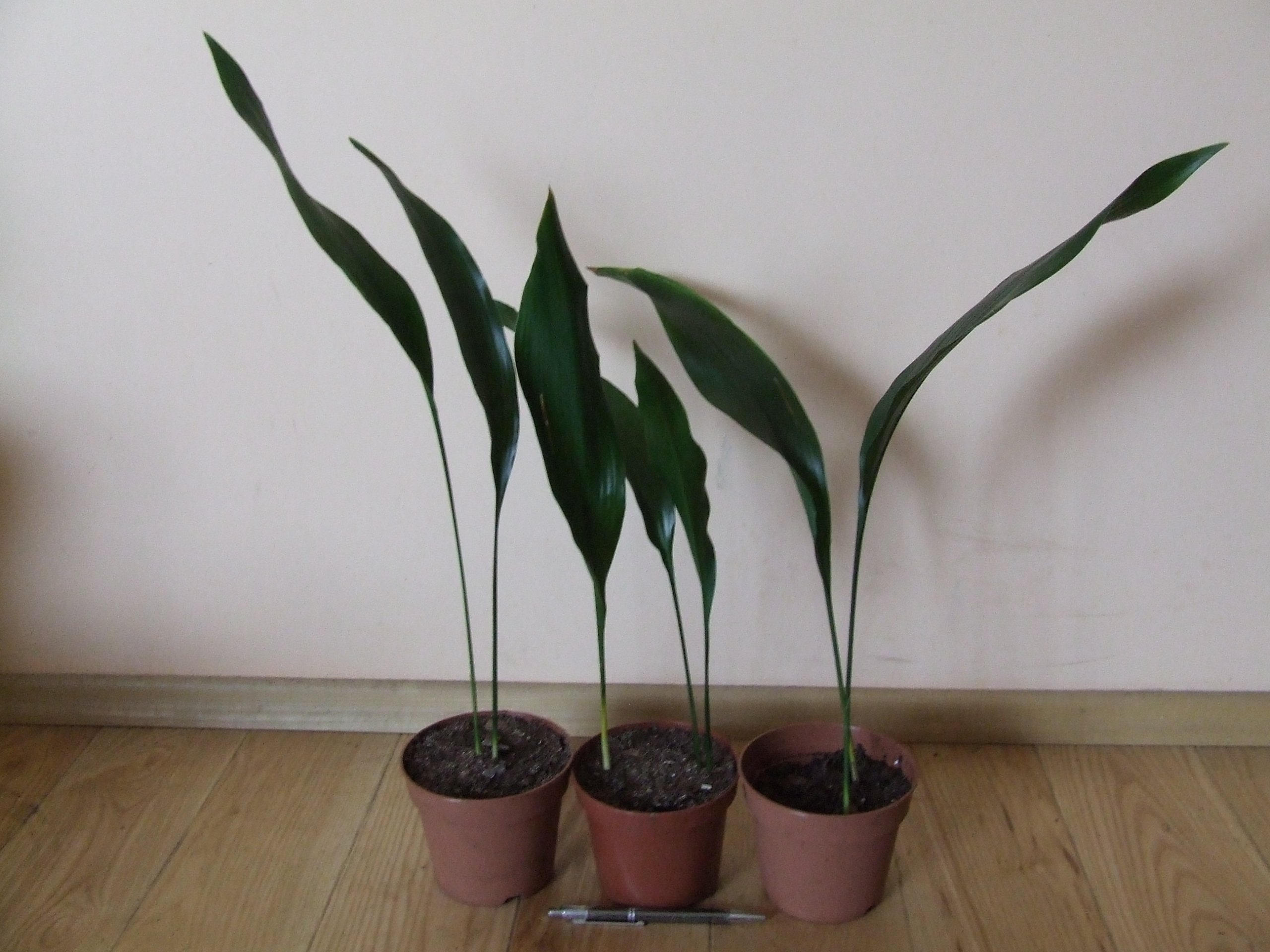 ASPIDISTRA WYNIOSŁA Aspidistra elatior - 7278736522 - oficjalne ...