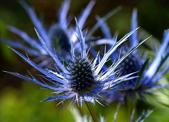 MOTYLE GO UWIELBIAJĄ Mikołajek płaskolistny SADZON - 7138190494 ...