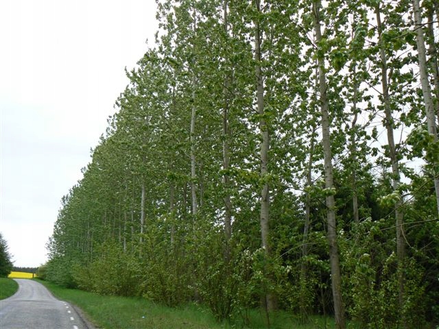 Topola energetyczna - ukorzenione sadzonki - 6904126062 - oficjalne ...