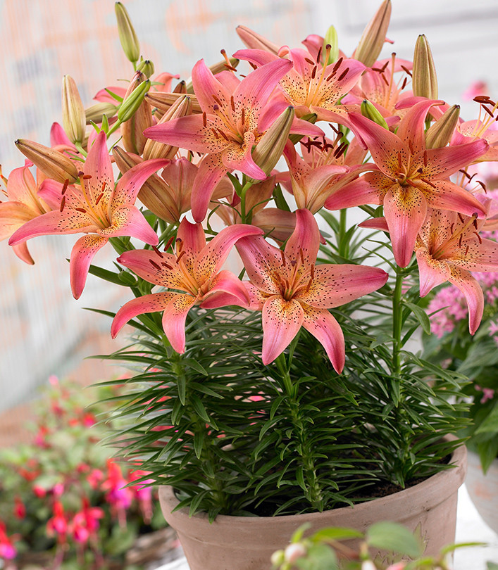 LILIA LILIE LILIUM Pink Pixie #1 szt. #GWARANCJA - 7334905333 ...