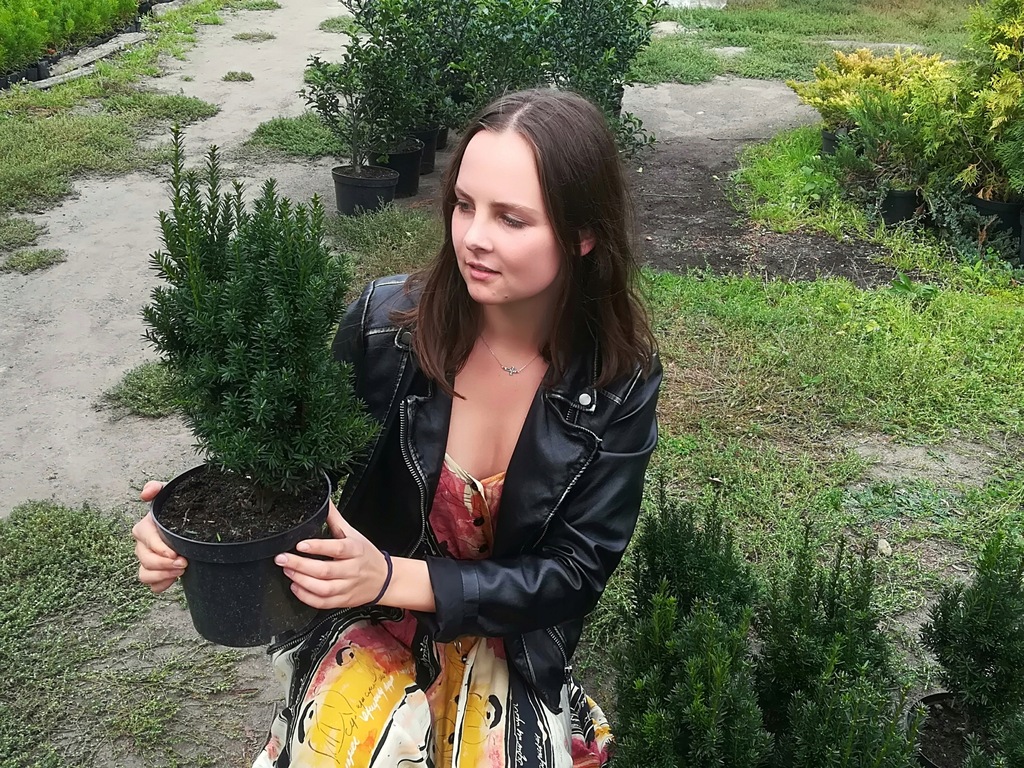 Cis hiksi 35-40cm - 7560805638 - oficjalne archiwum Allegro